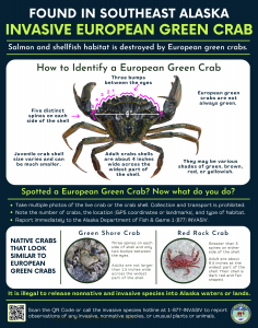 Invasive green crab have arrived in Alaska